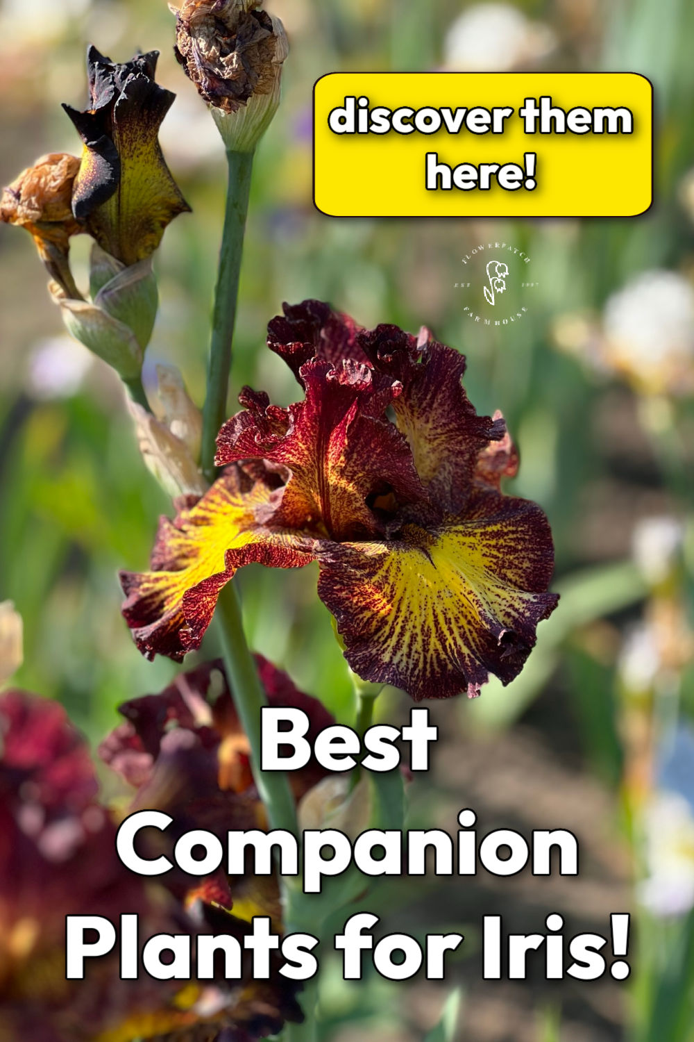 Best Companion Plants for Irises - Flower Patch Farmhouse
