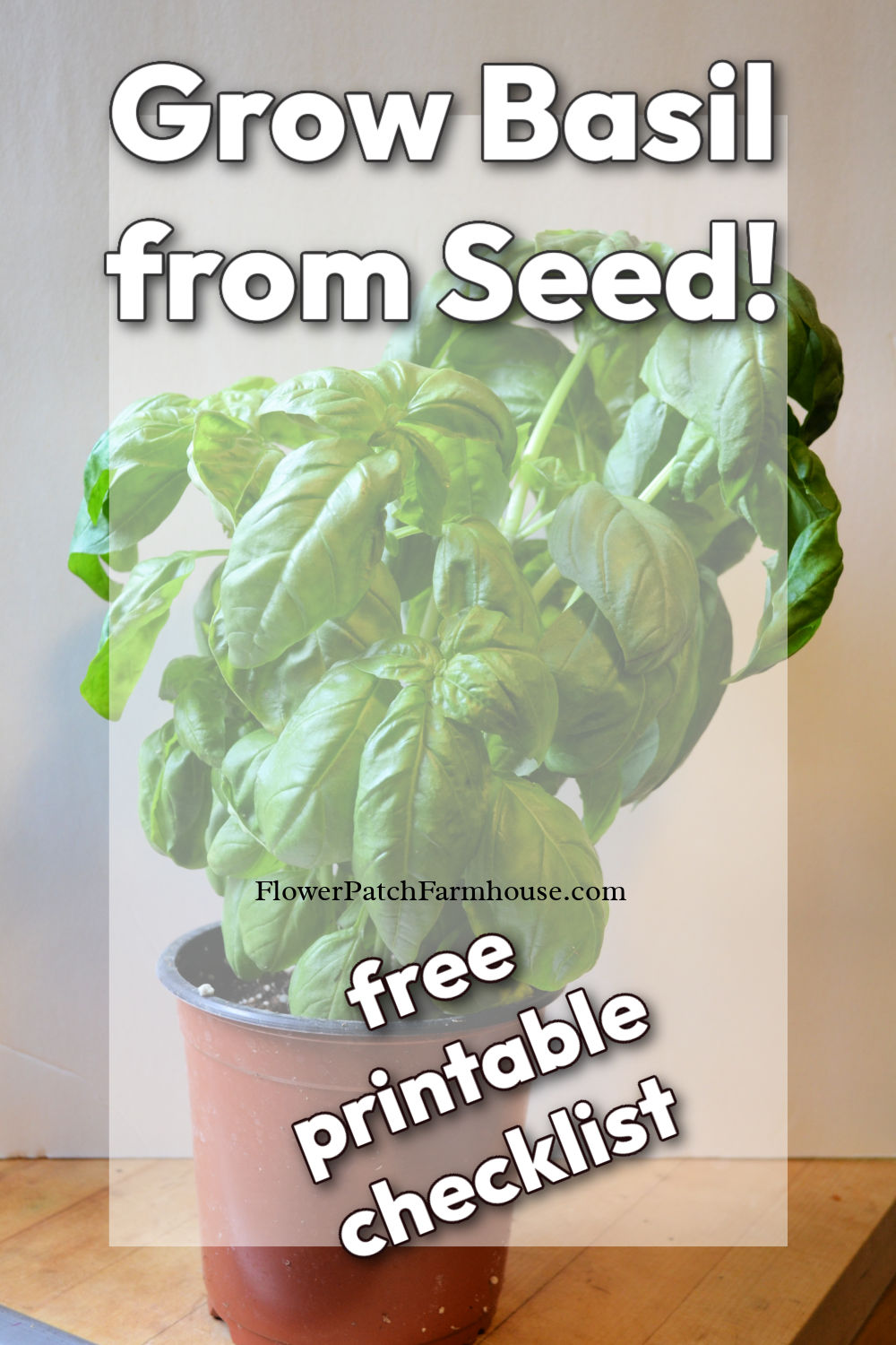 How to Grow Basil from Seed (It's Easier Than You Think!) - Flower ...