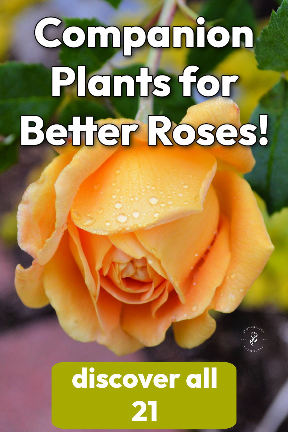 21 Favorite Companion Plants for Roses - Flower Patch Farmhouse