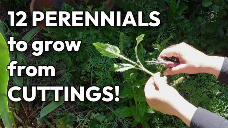 12 Easy Perennials to Take Cuttings From in May - Flower Patch Farmhouse