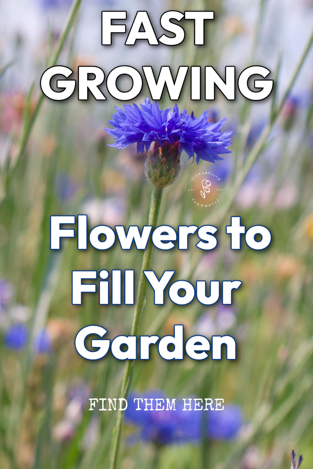 10 Fast-Growing Annuals You Can Grow From Seed - Flower Patch Farmhouse