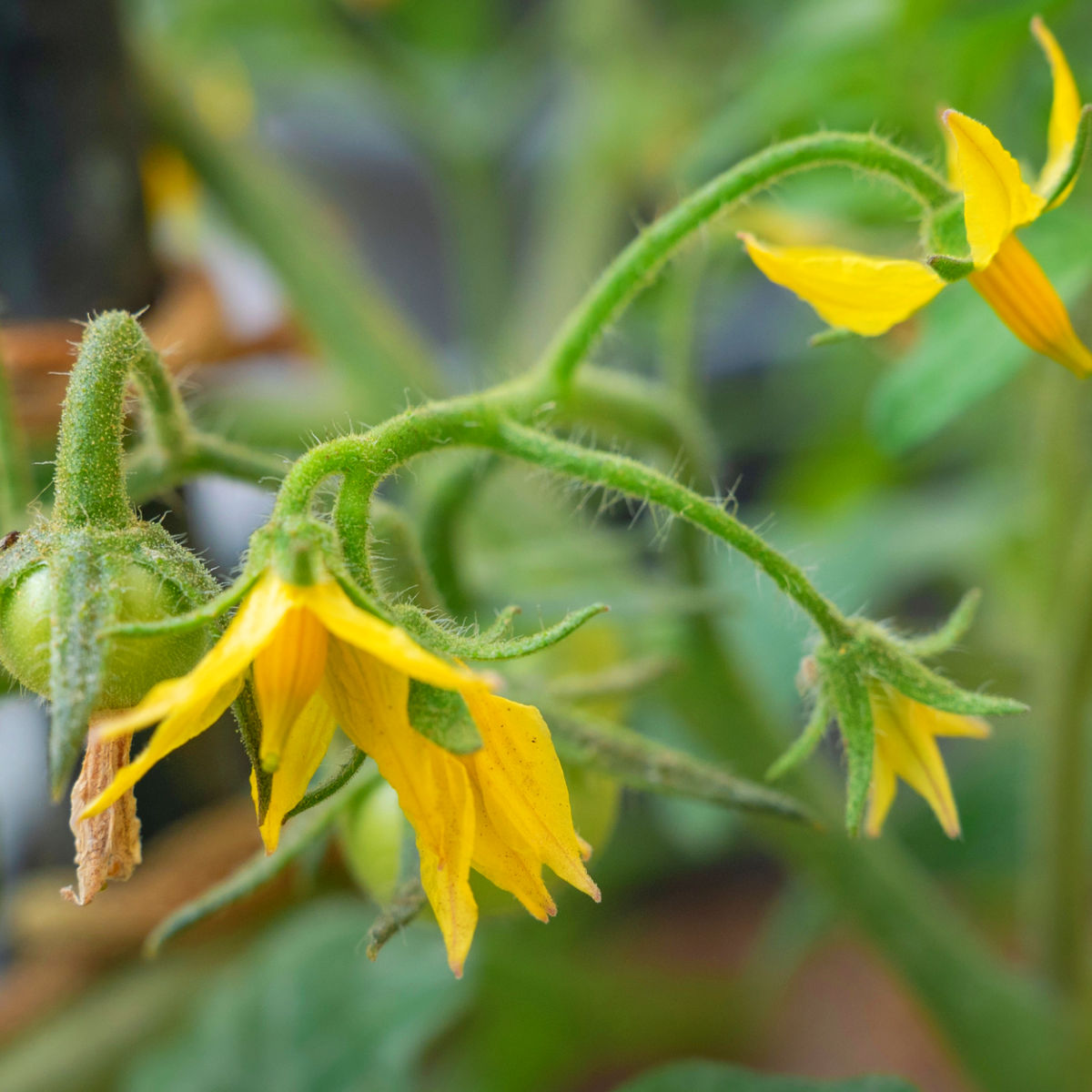 How to Grow Larkspur: A Complete Guide - Flower Patch Farmhouse
