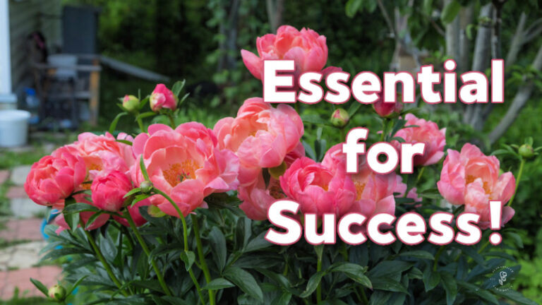 10 Things to Know About Growing Peonies (Before You Plant!) - Flower ...